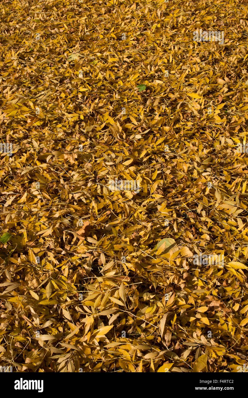 Golden ground hi-res stock photography and images - Alamy