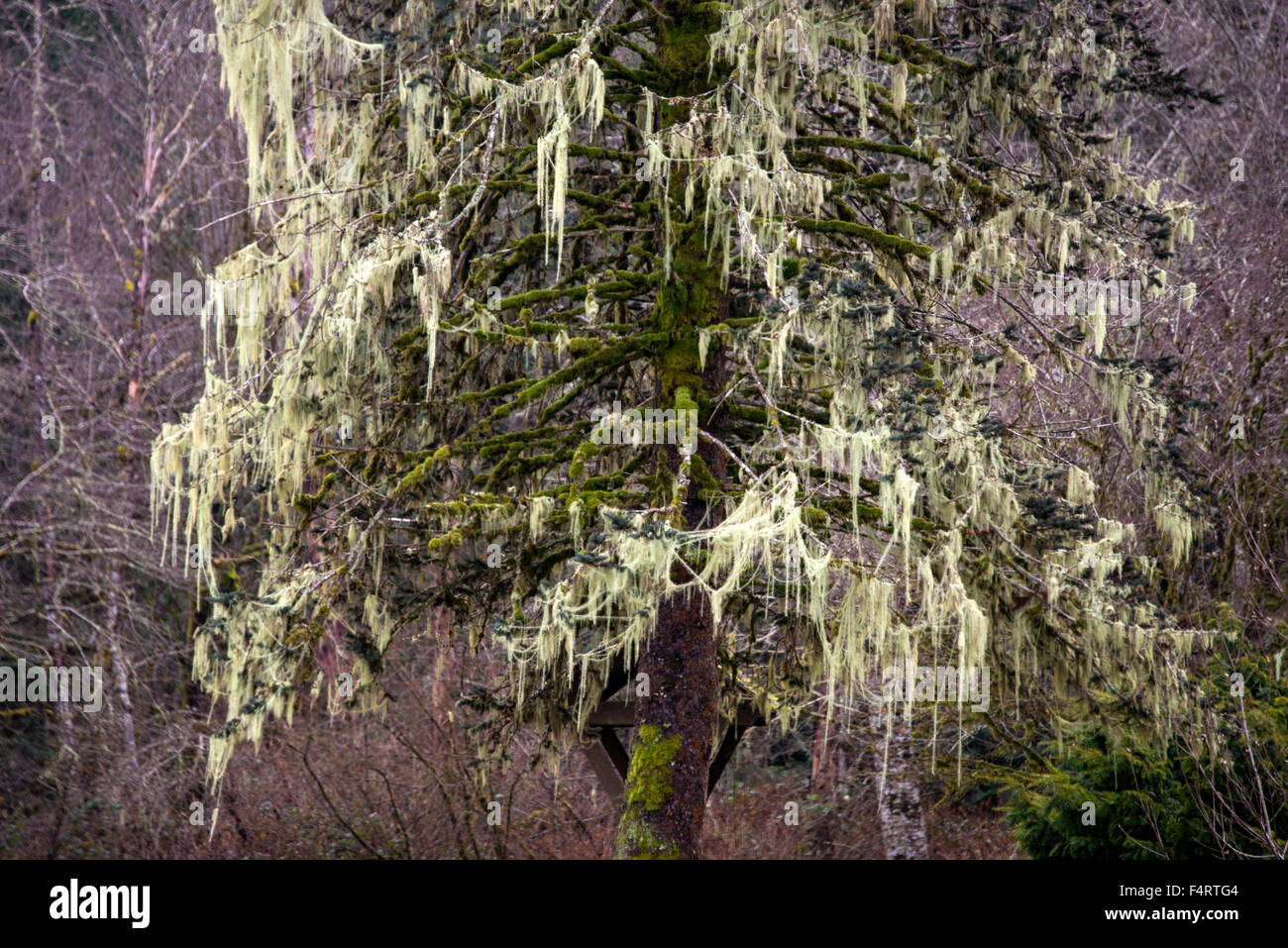 temperate rainforest, rainforest, vegetation, plants, nature, tree ...