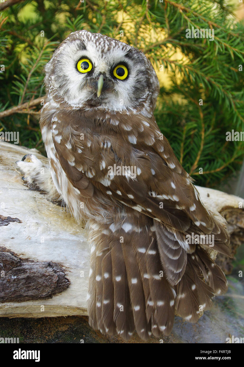 Great horned owl aegolius funereus hi-res stock photography and images ...
