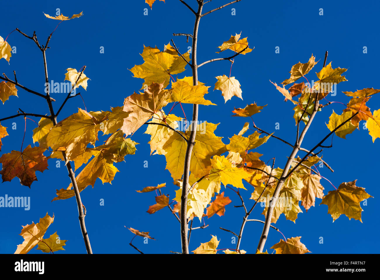 Bright yellow maple, acer tree leaves hangs from boughs against the ...