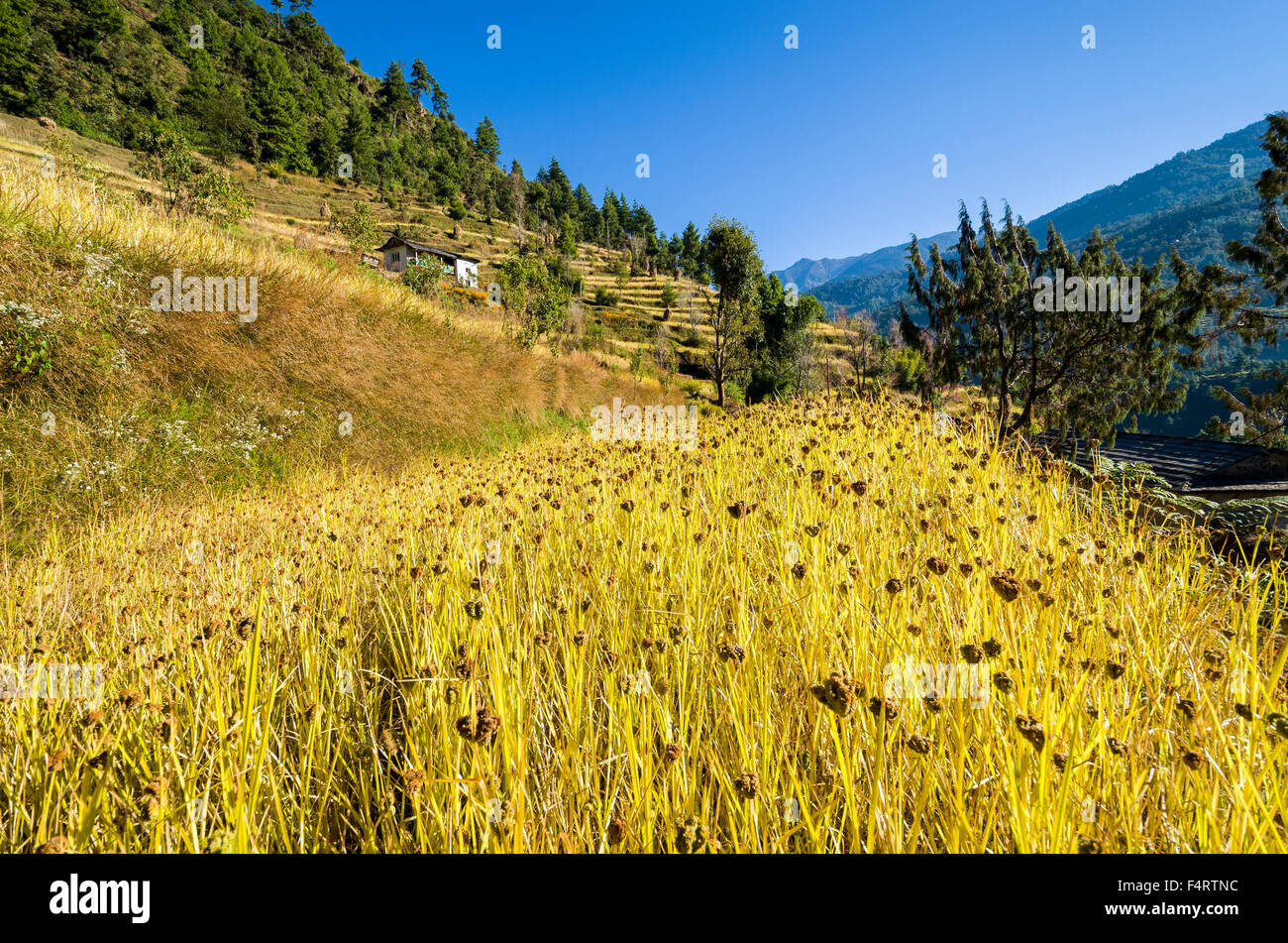 Millet field ready to harvest, farmers house in the back Stock Photo ...