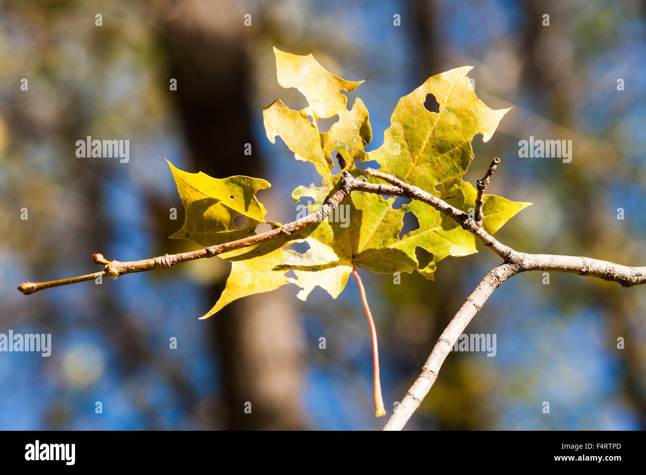 Insect-eaten yellow maple leaf hangs from a twig against the background ...