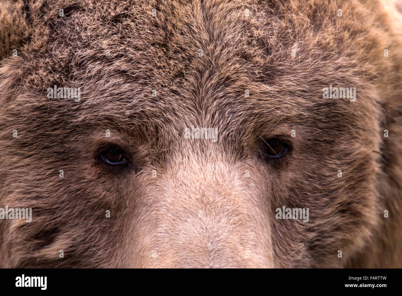 grizzly bear, ursus arctos, bear, animal, USA, head Stock Photo - Alamy