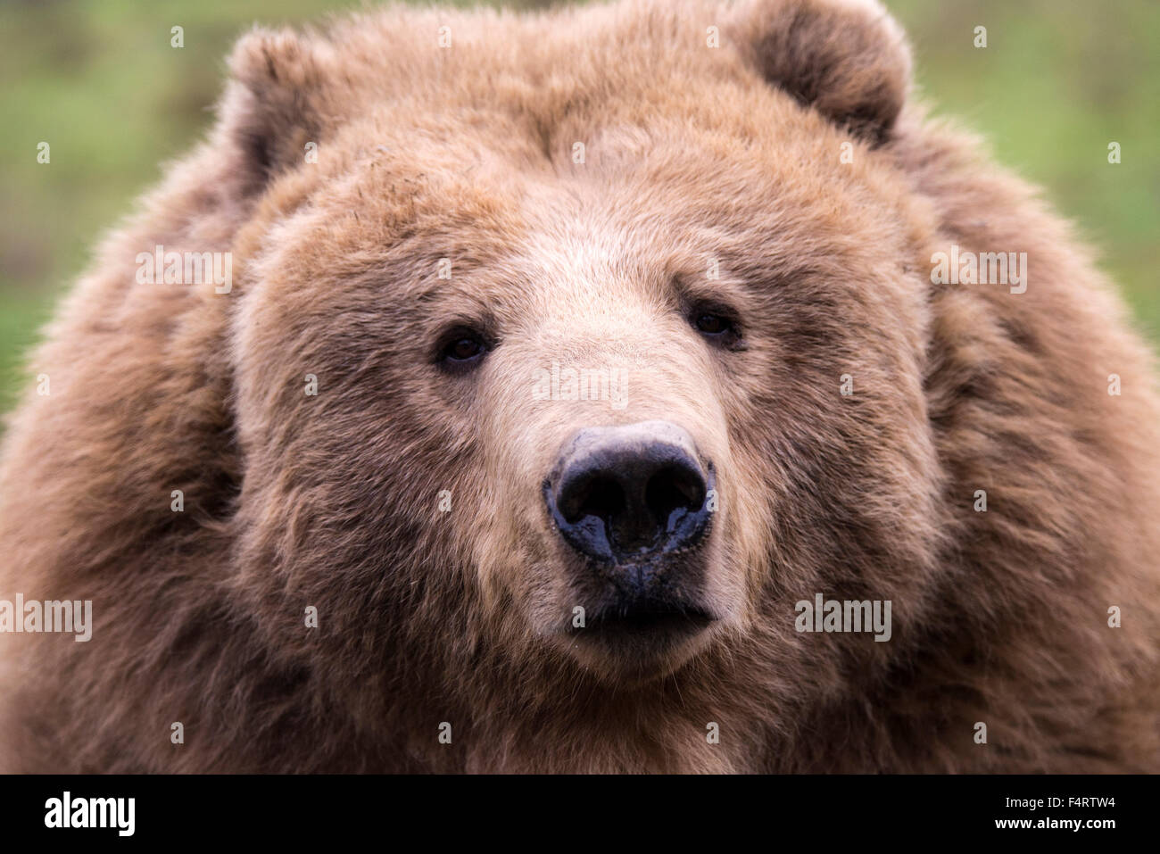 grizzly bear, ursus arctos, bear, animal, USA, head Stock Photo - Alamy