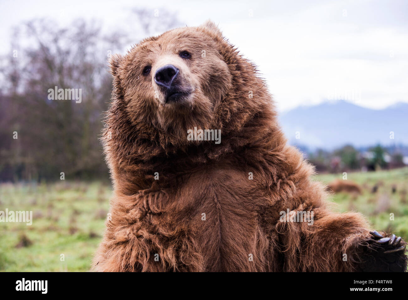 grizzly bear, ursus arctos, bear, animal, USA, head Stock Photo - Alamy