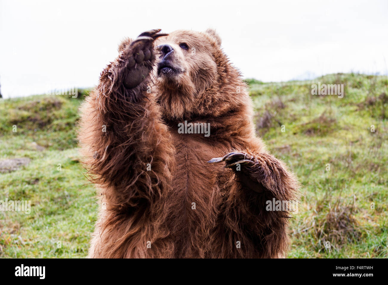grizzly bear, ursus arctos, bear, animal, USA, head Stock Photo - Alamy