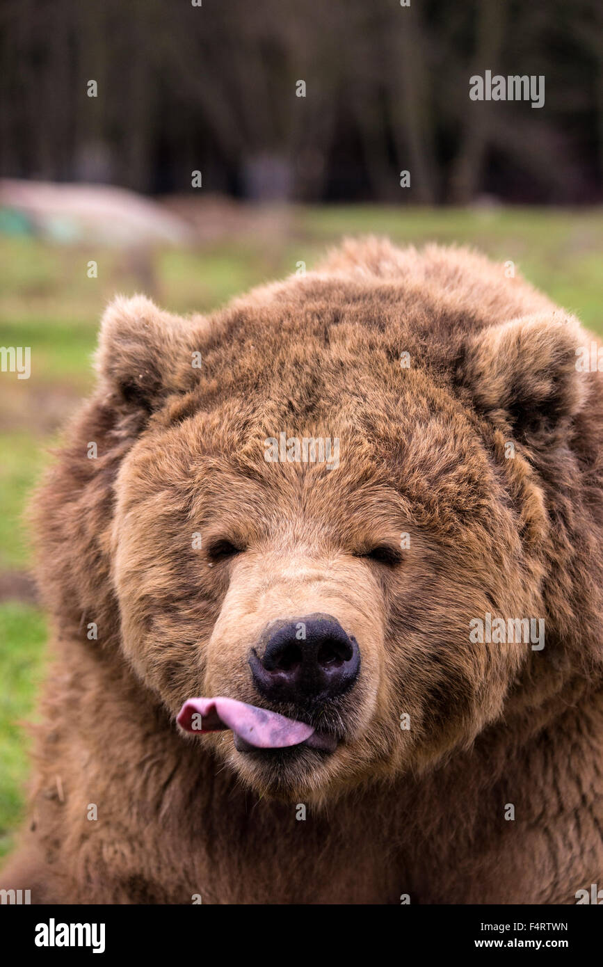 grizzly bear, ursus arctos, bear, animal, USA, head Stock Photo - Alamy