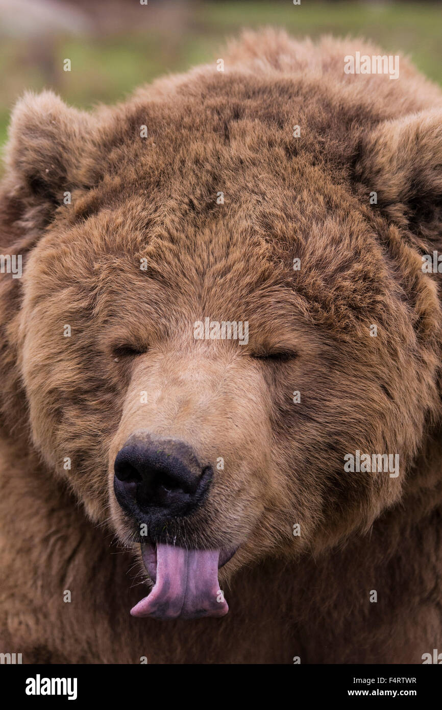 grizzly bear, ursus arctos, bear, animal, USA, head Stock Photo - Alamy
