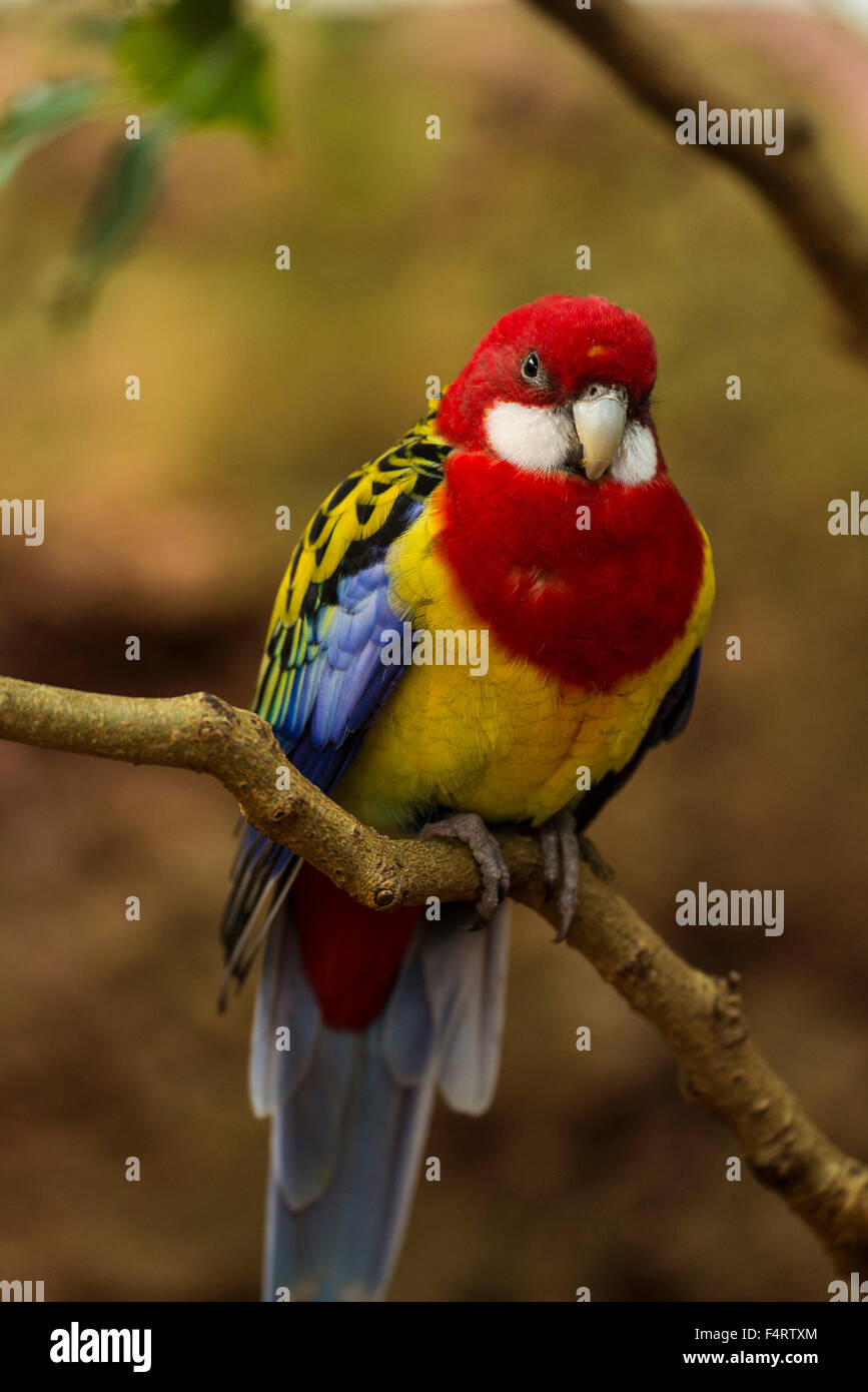 Eastern rosella hi-res stock photography and images - Alamy