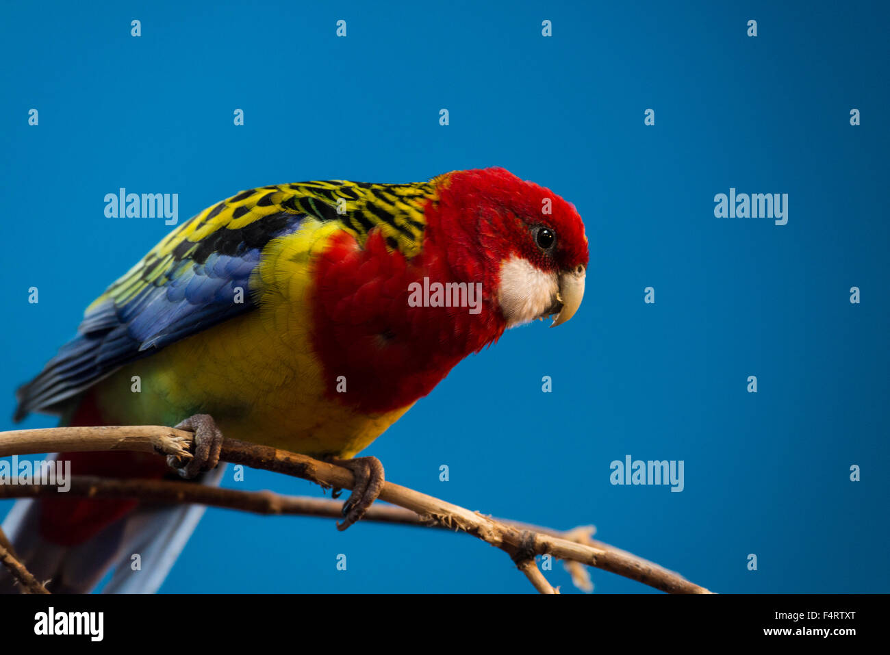 Eastern rosella hi-res stock photography and images - Alamy