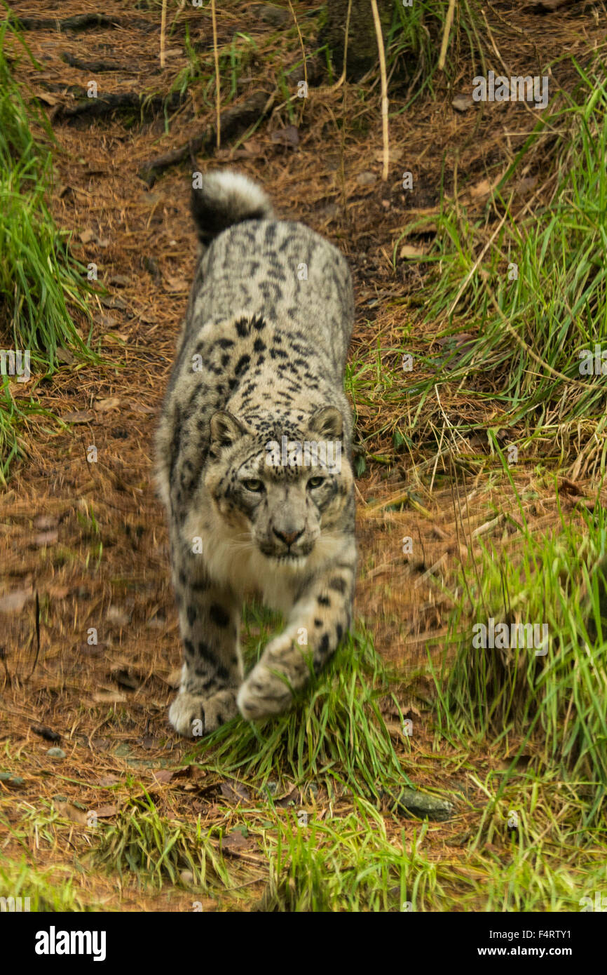 Uncia hi-res stock photography and images - Alamy