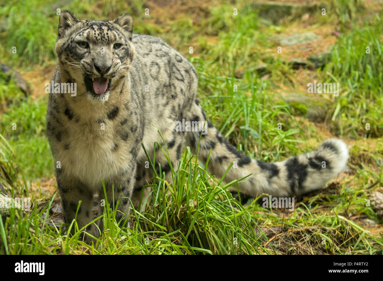 Uncia hi-res stock photography and images - Alamy