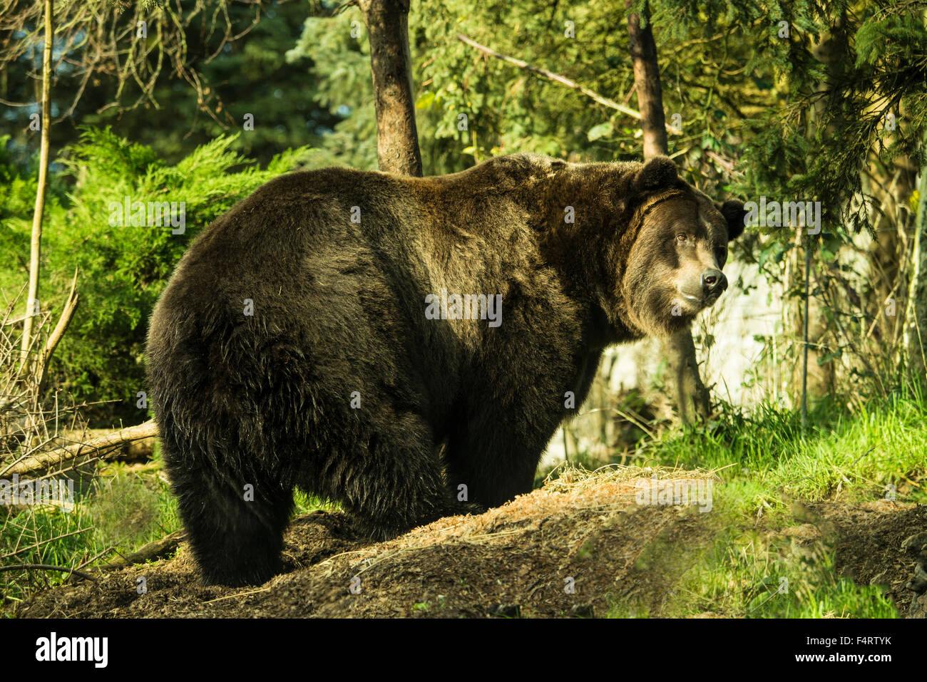 grizzly bear, ursus arctos, bear, animal Stock Photo - Alamy