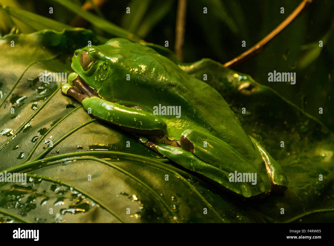 giant leaf frog, Phyllomedusa bicolor, frog, animal, green Stock Photo ...