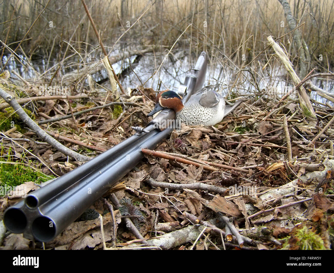 Hunting a duck in this season. A gun and trophy Stock Photo - Alamy