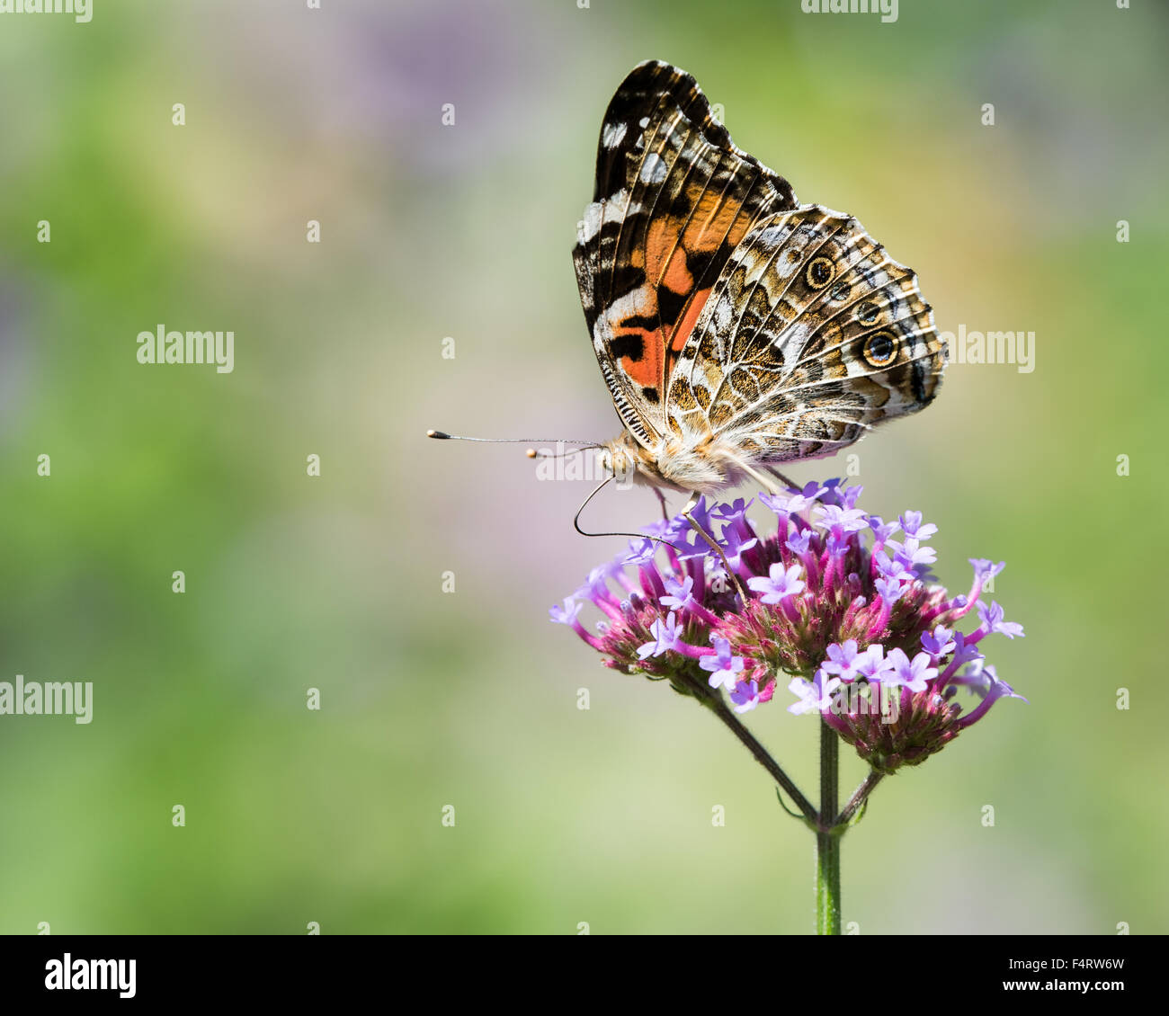 Painted lady flower hi-res stock photography and images - Alamy