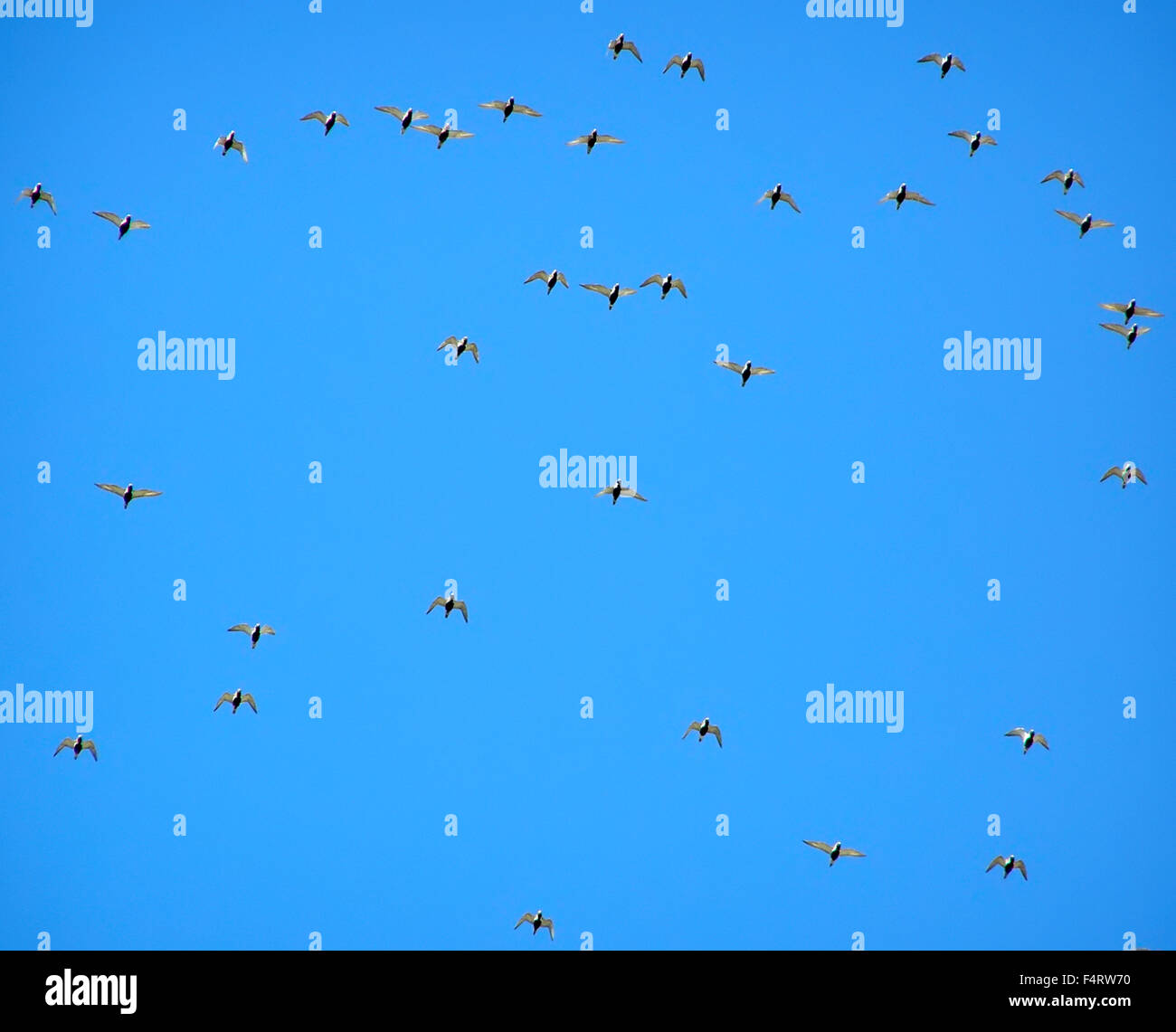 Plover flight in the spring sky Stock Photo - Alamy