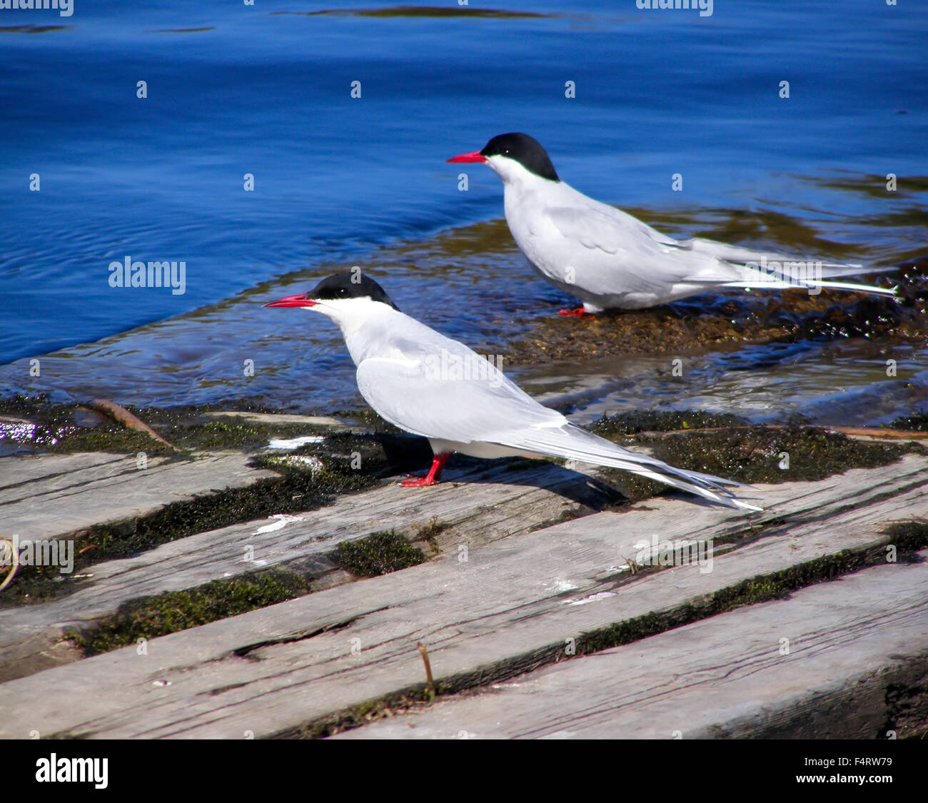 Pair of arctic terns hi-res stock photography and images - Alamy