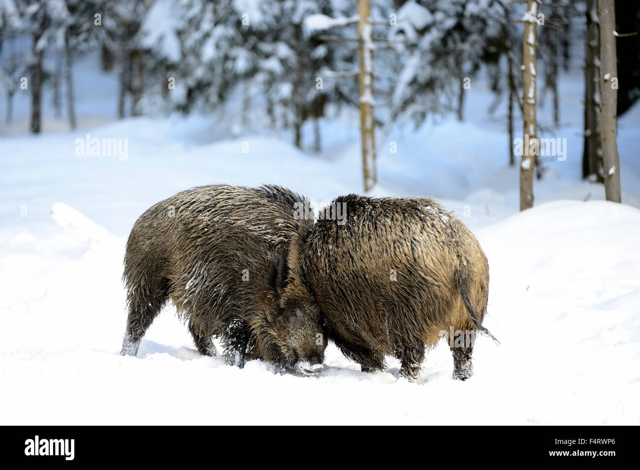 Wild boars in winter Stock Photo - Alamy