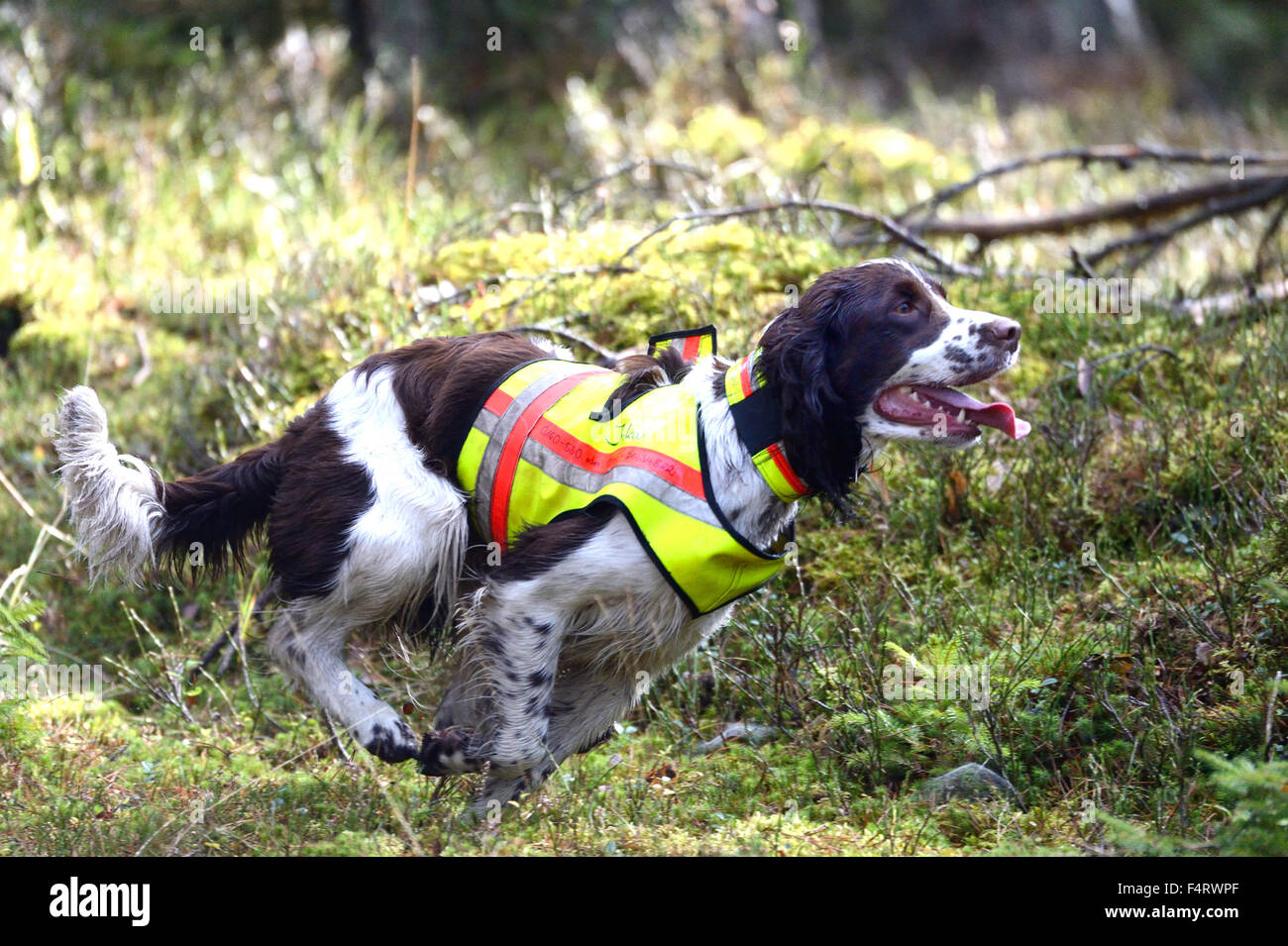 Battue hi-res stock photography and images - Alamy