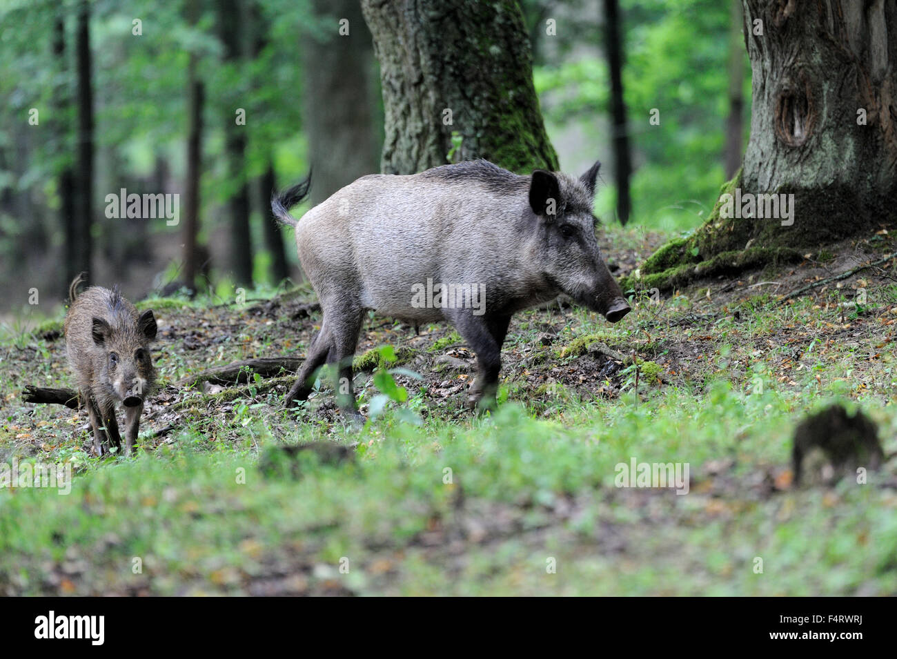 Boars hi-res stock photography and images - Alamy