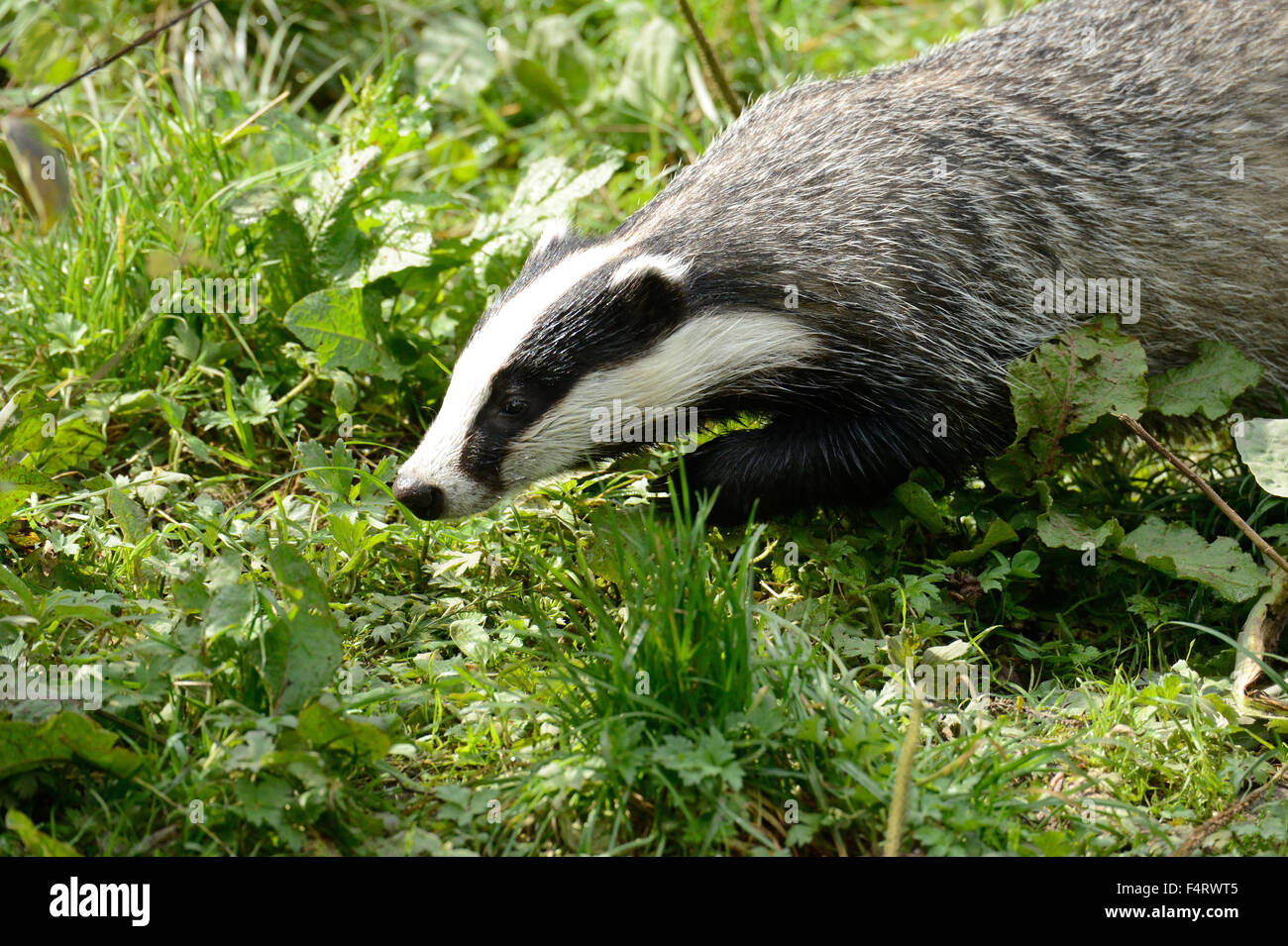 Badger in wild hi-res stock photography and images - Alamy