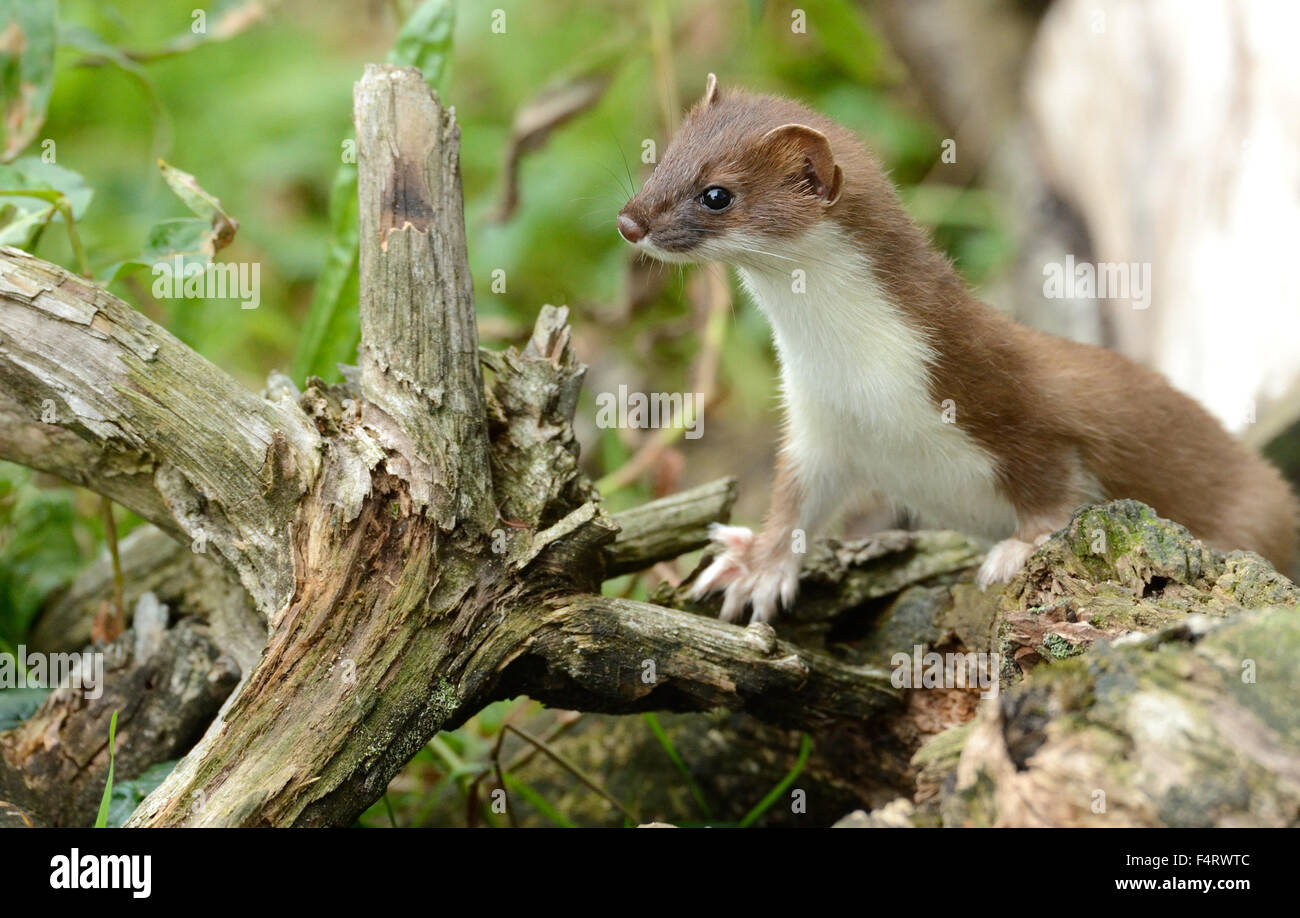 Ermine weasel hi-res stock photography and images - Alamy