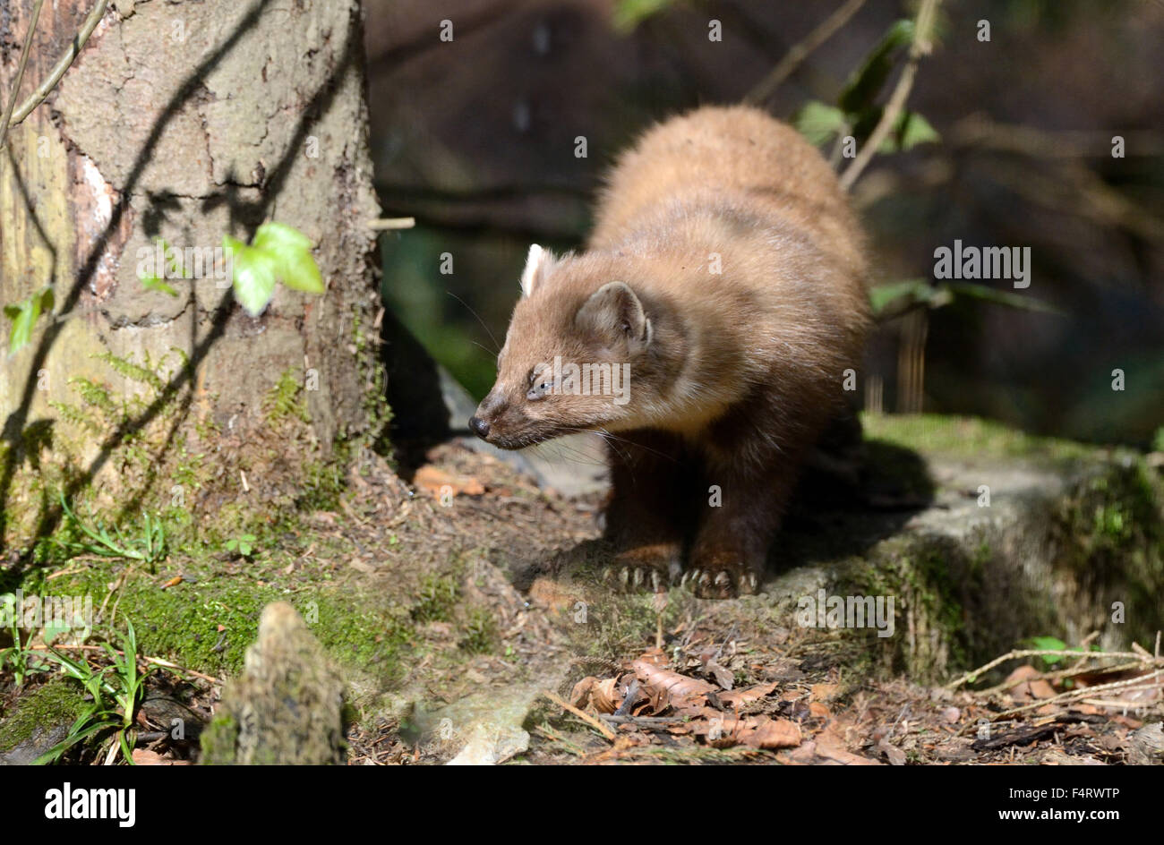 Real marten hi-res stock photography and images - Alamy
