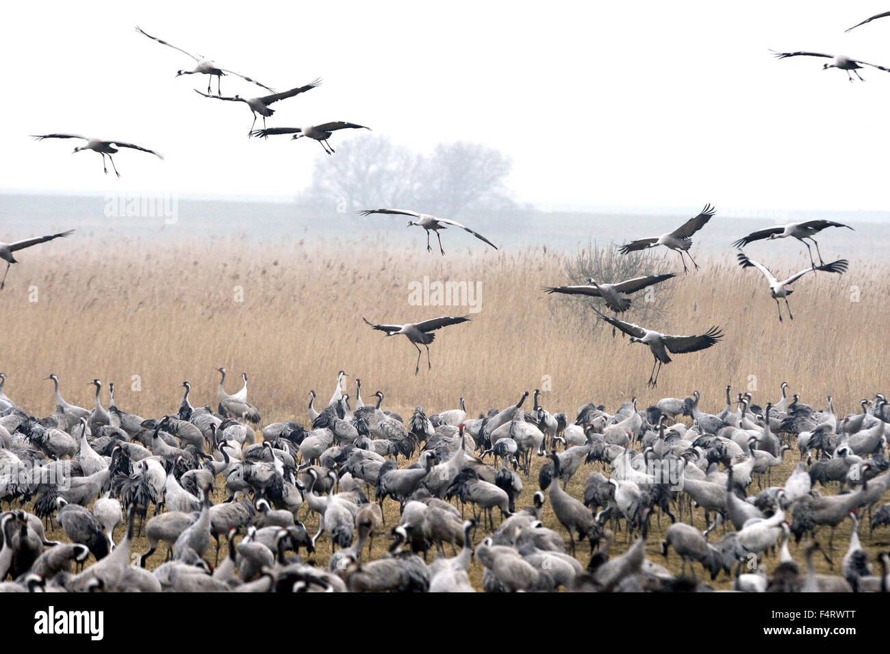 Kranich hi-res stock photography and images - Alamy