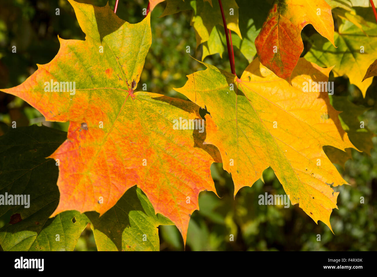 Sycamore leaves turning red & gold during autumn Stock Photo - Alamy