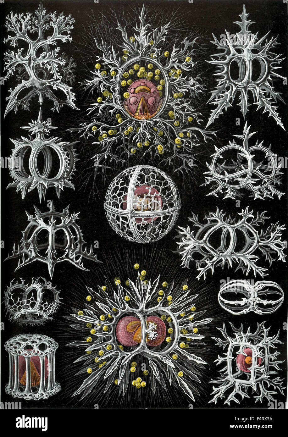 art forms of nature - radiolarians Stock Photo - Alamy