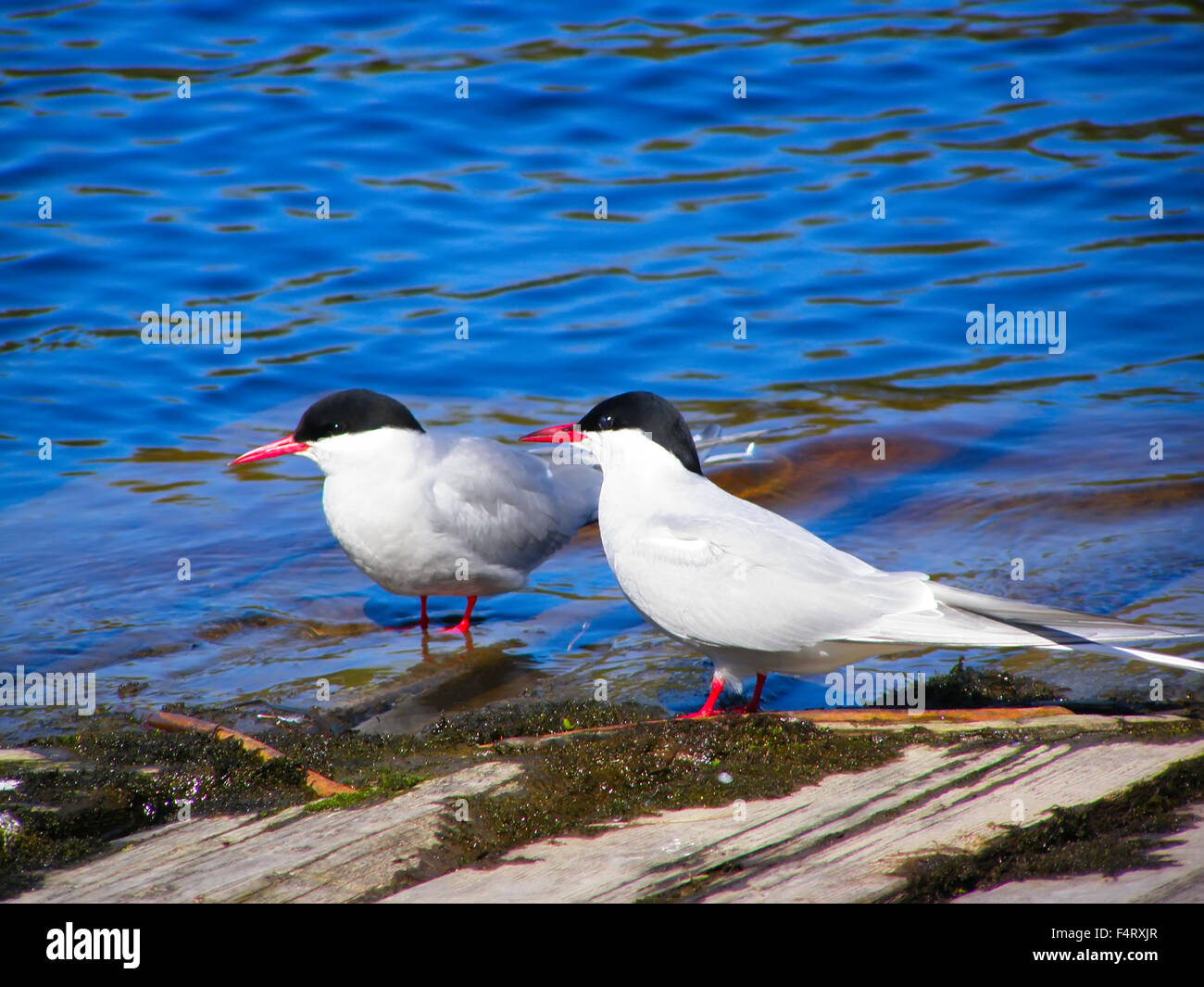 Pair of common Terns on the bank of the river in the beginning of ...