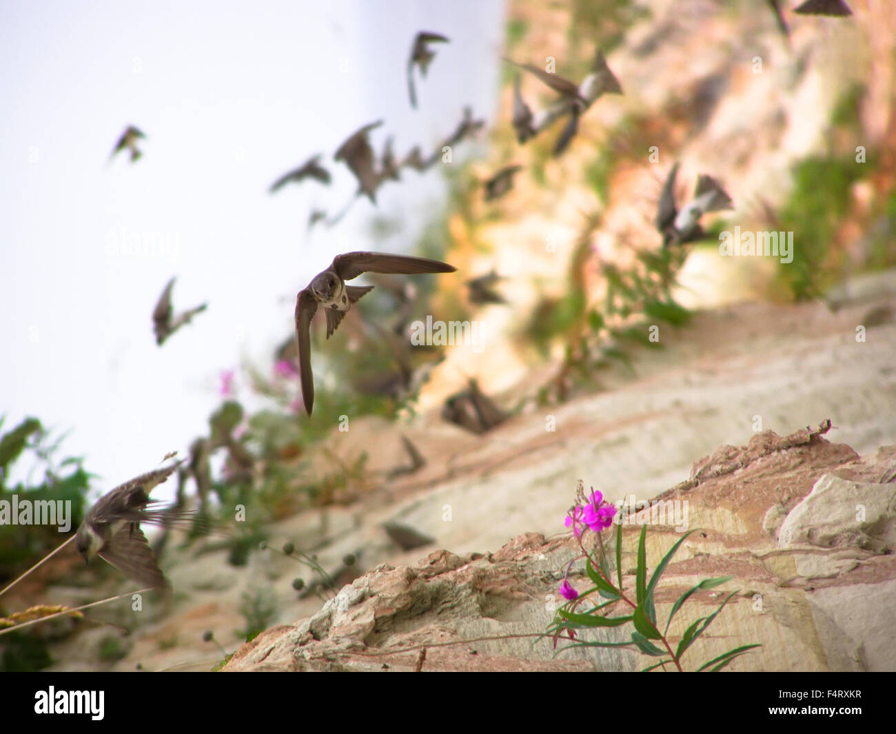 Swallows flying close up hi-res stock photography and images - Alamy