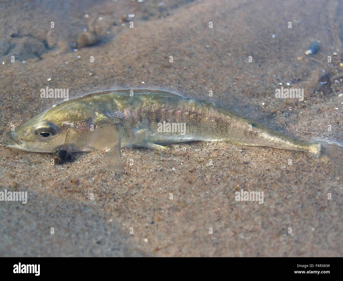 The stickle-back fish cast ashore by a storm Stock Photo - Alamy