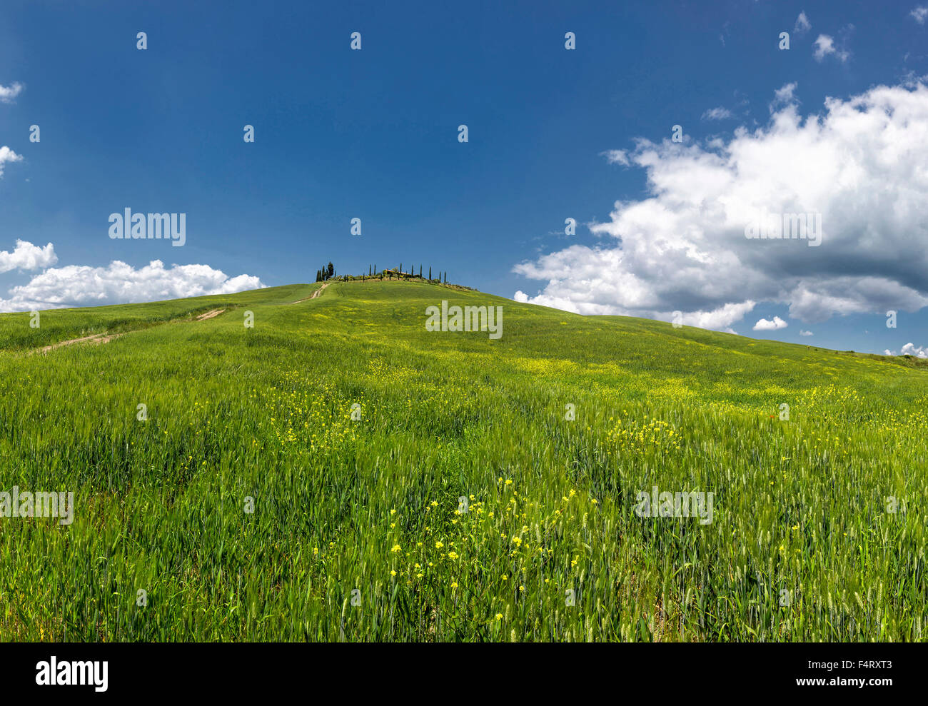 Italy, Europe, Gallina, Toscane, Val d’Orcia, landscape, field, meadow ...