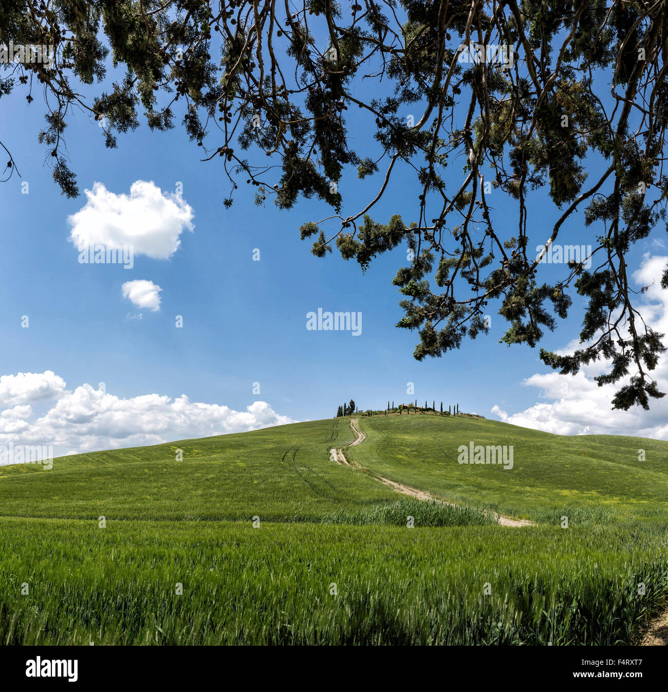 Italy, Europe, Gallina, Toscane, Val d’Orcia, landscape, field, meadow ...