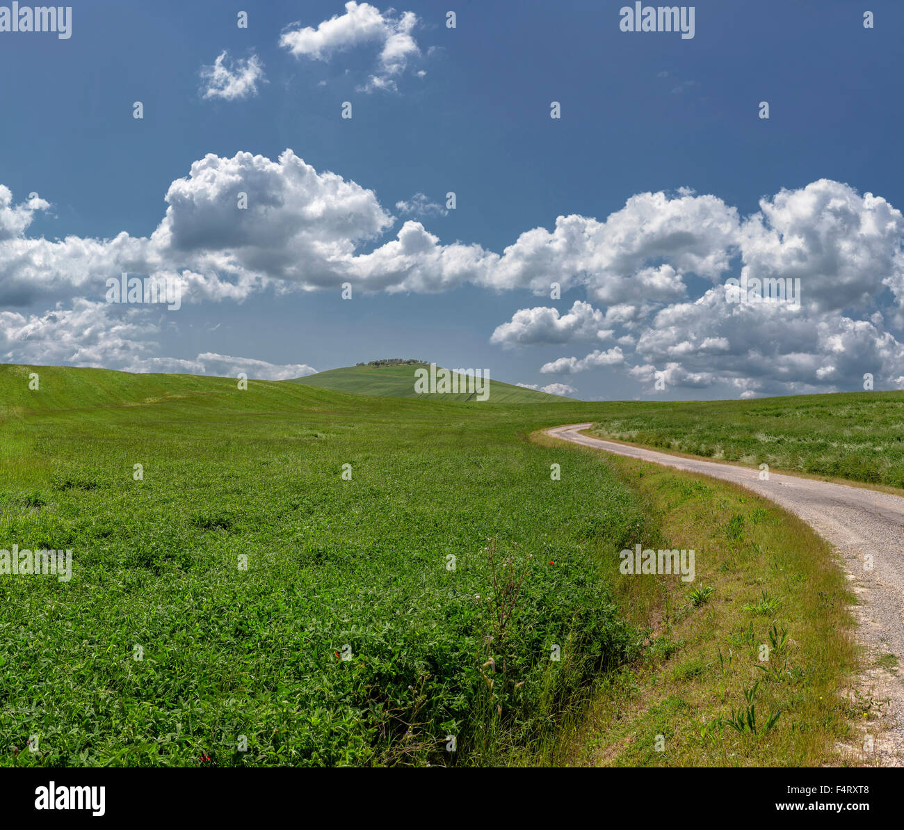 Italy, Europe, Pienza, Toscane, Val d’Orcia, landscape, field, meadow ...