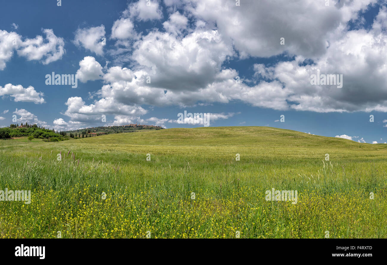 Italy, Europe, Pienza, Toscane, Val d’Orcia, landscape, field, meadow ...