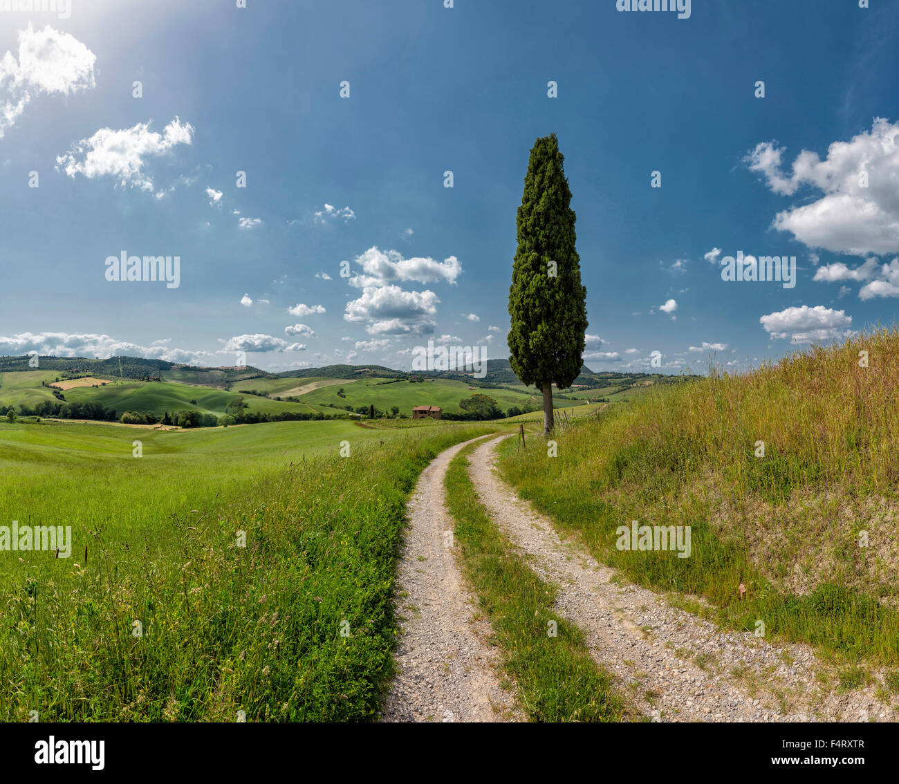 Italy, Europe, Montepulciano, Toscane, Rolling hills, one cypress ...