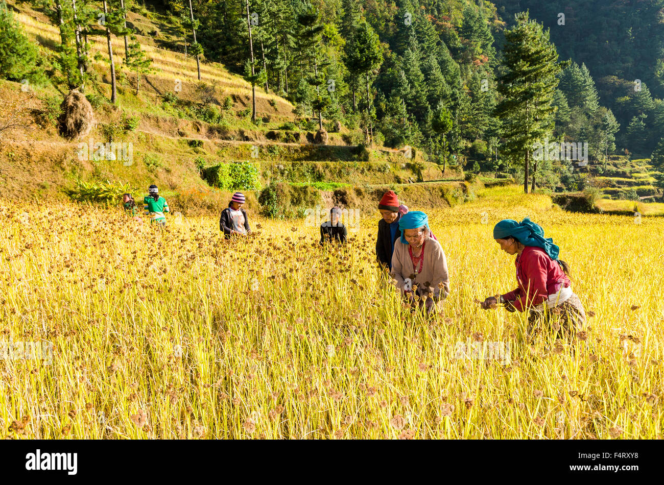 Women Millet High Resolution Stock Photography and Images - Alamy