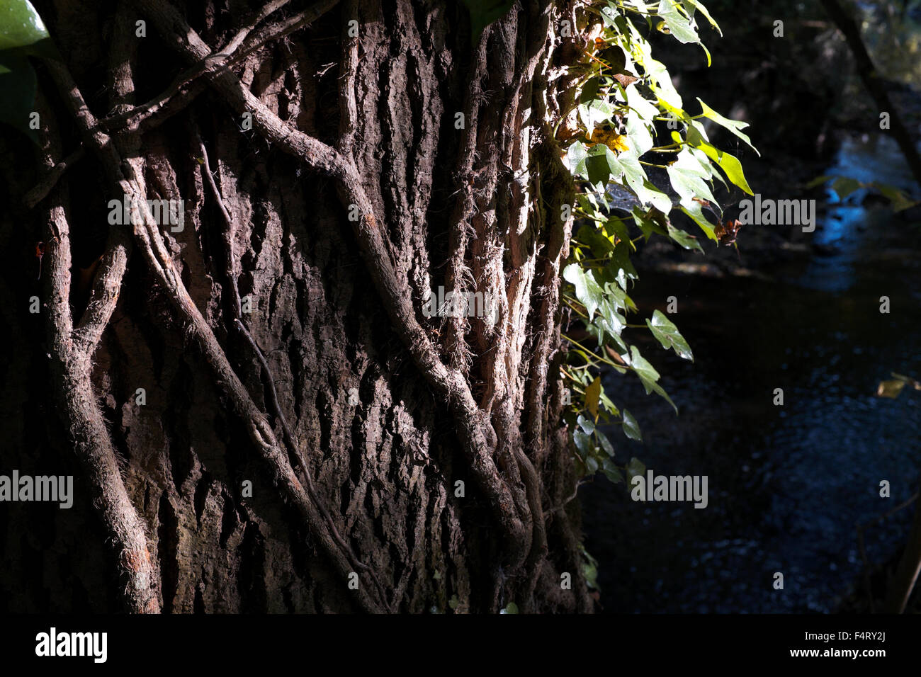 Ivy (Hedera) roots around a tree trunk Stock Photo - Alamy