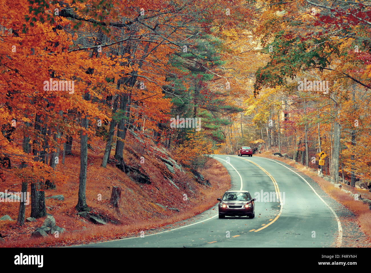 Autumn foliage in forest with road Stock Photo - Alamy