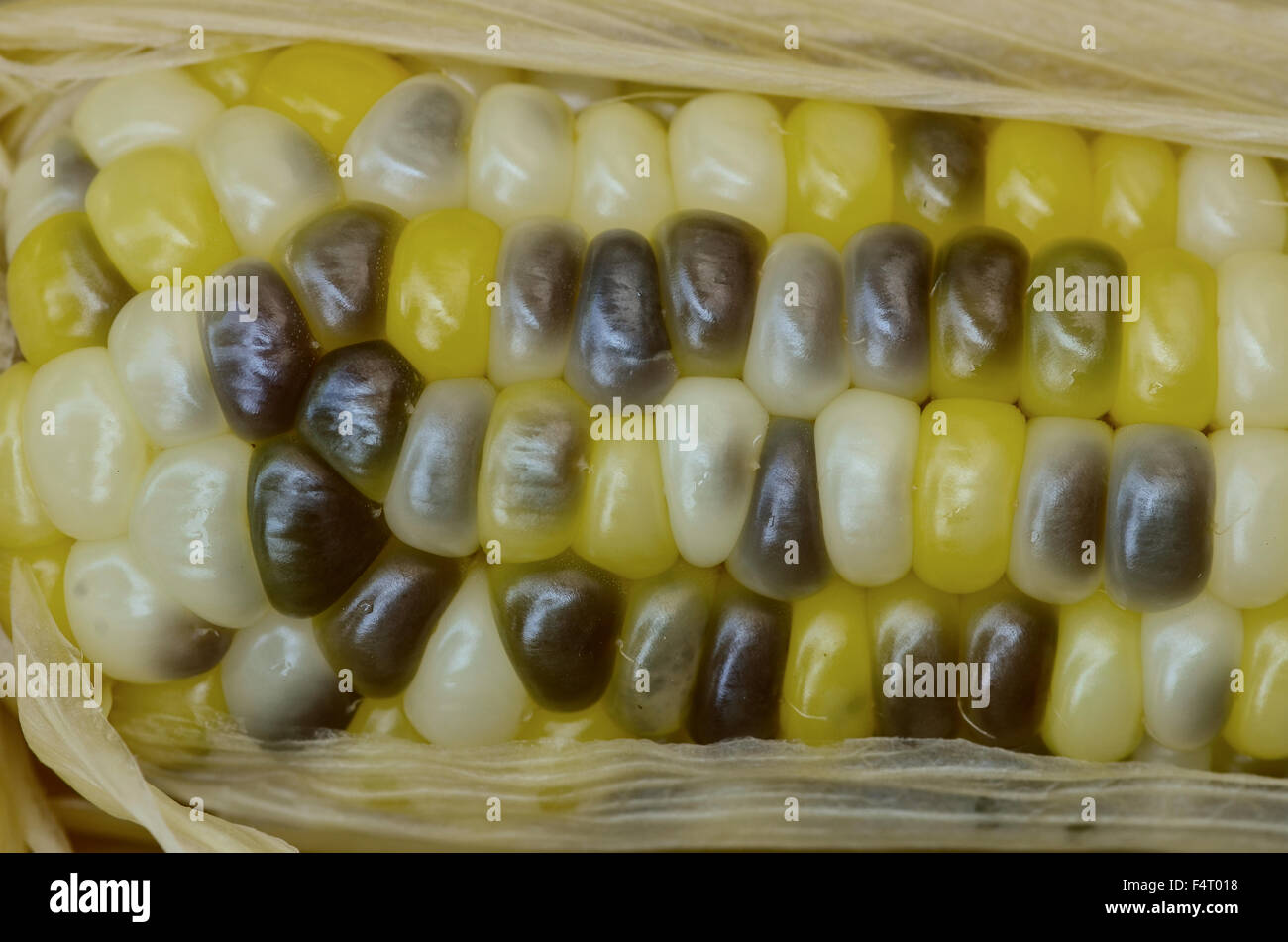 Glass gem corn hi-res stock photography and images - Alamy