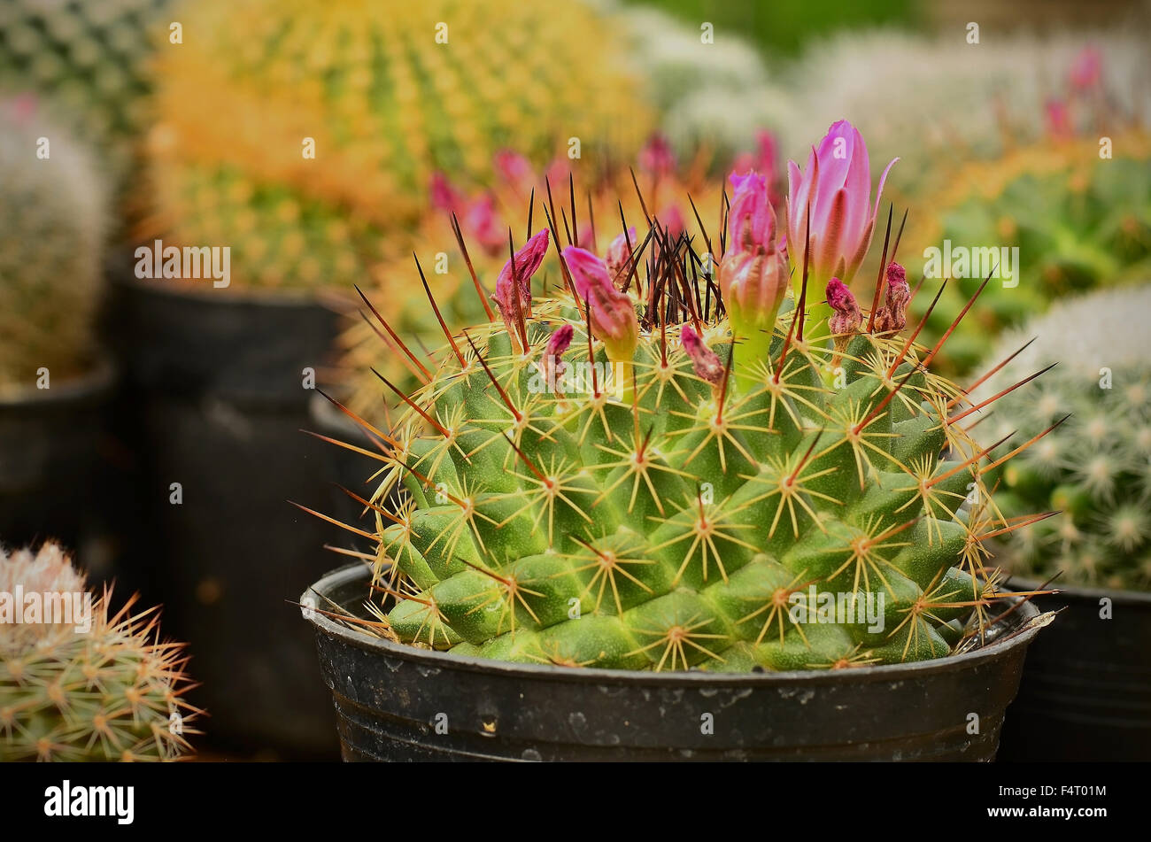 Long spikes cactus hi-res stock photography and images - Alamy