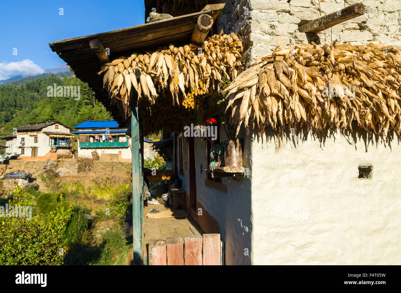 Corn drying at a white farmers house, village in the back Stock Photo ...