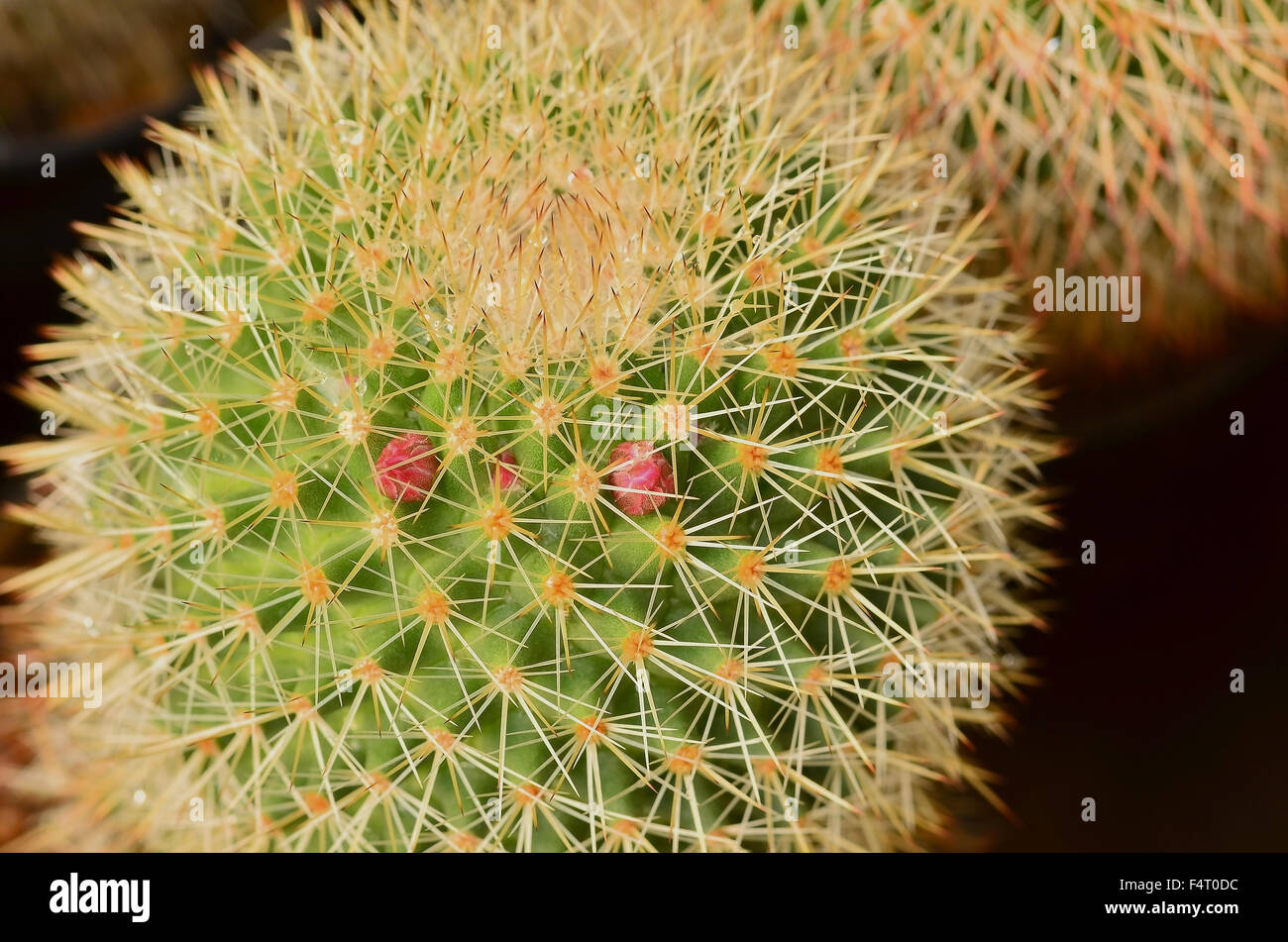 cactus with long thorns Stock Photo - Alamy