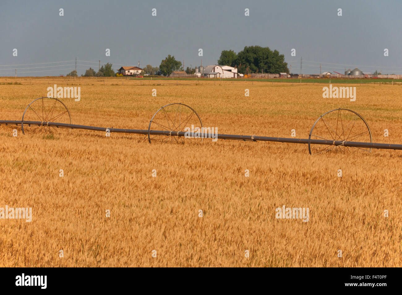 Wheat farming canada hi-res stock photography and images - Alamy