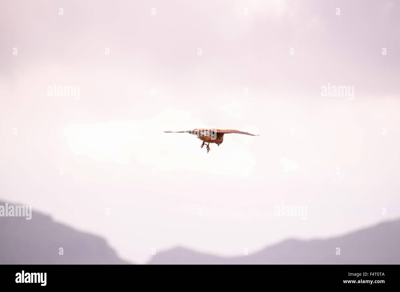 Common Kestrel Hawk Bird Stock Photo - Alamy