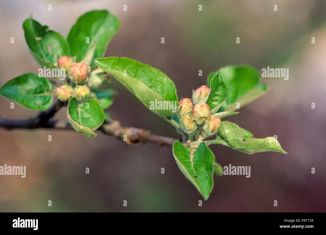 the buds of the blossom of the apple tree Stock Photo - Alamy