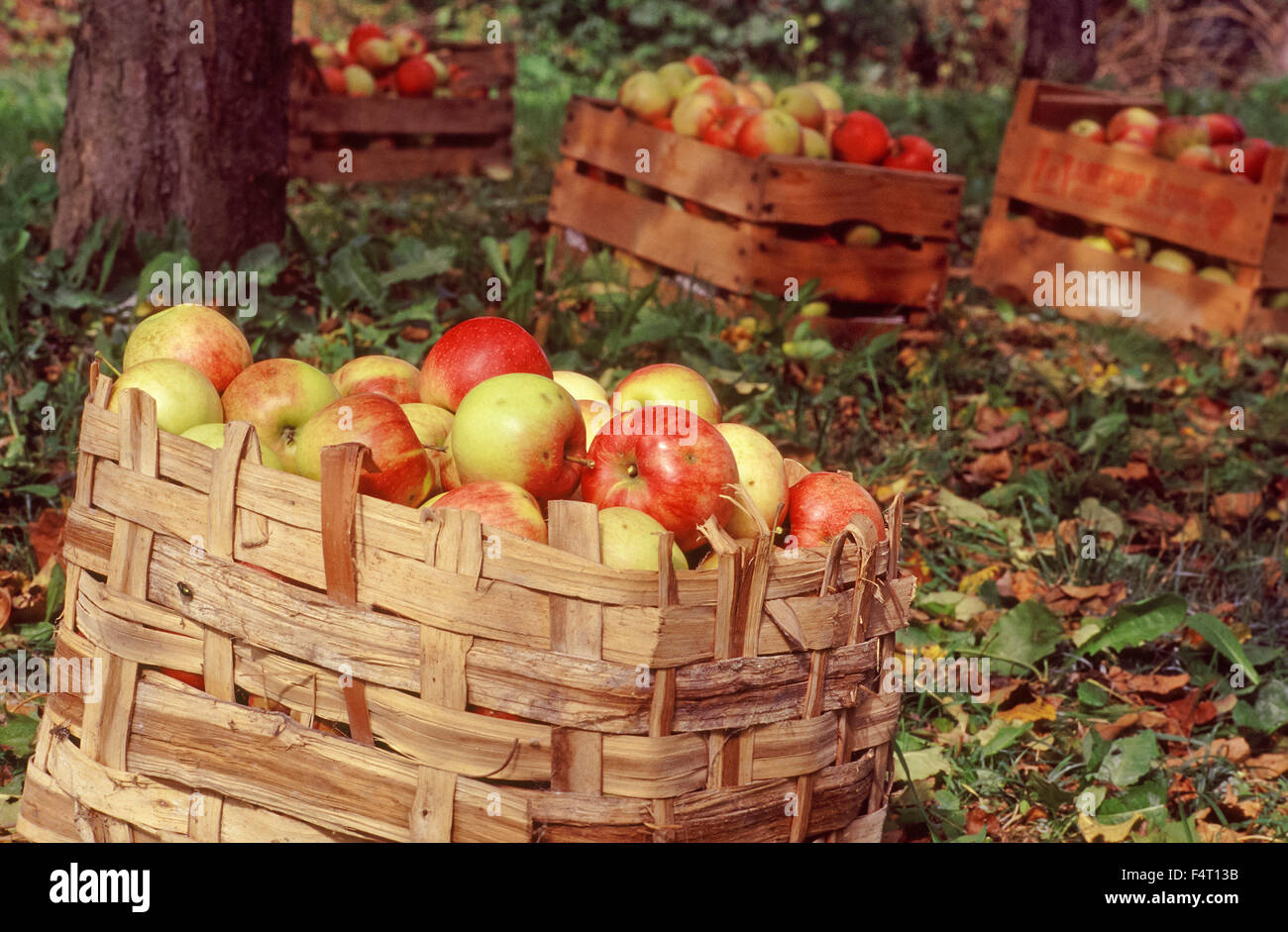 freshly picked apples, under the apple tree in the orchard Stock Photo ...